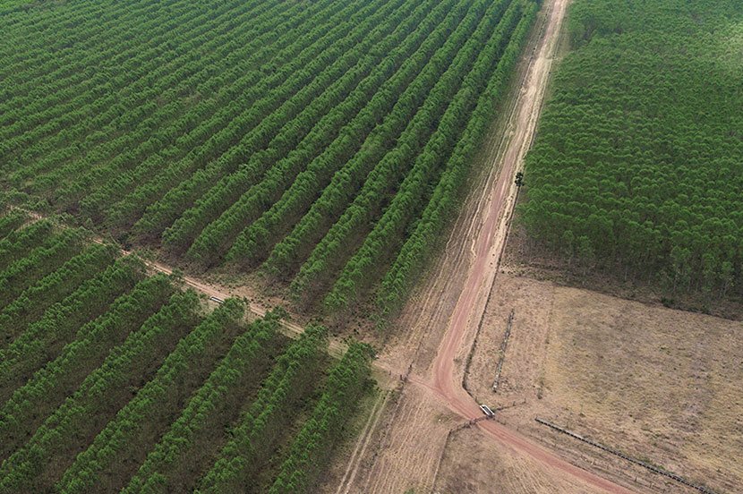 Implementing tree farms in the Amazon has the potential to provide a ...
