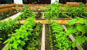 Un terreno adaptado para el cultivo