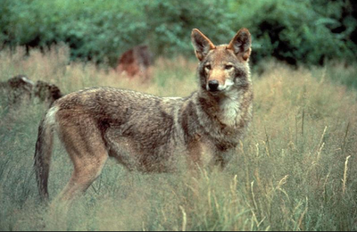 The Texas Wolf extinct subspecies of the red wolf