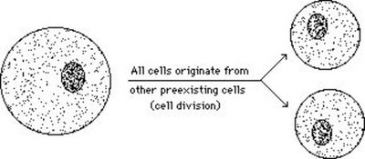 One cell splitting into two cells.