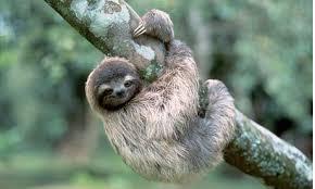 -this is the modern day sloth