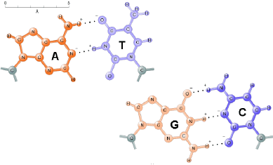 1940: Aporte de Chargaff sobre las bases nitrogenadas del ADN.