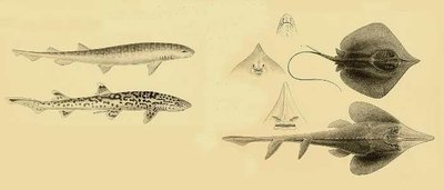 Cuerpos lisos y alargados