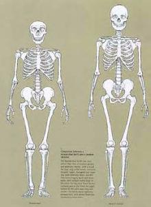 On the left side is the neanderthals skeleton and on the right side is ...