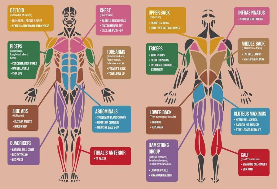 Major Muscle Groups and Exercises