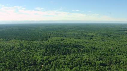 Visual Aid 25. Dense forest in Michigan.