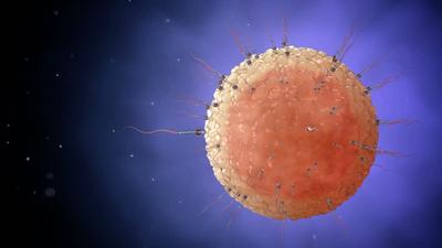 Sperm cells breaking down egg cells follicle layers