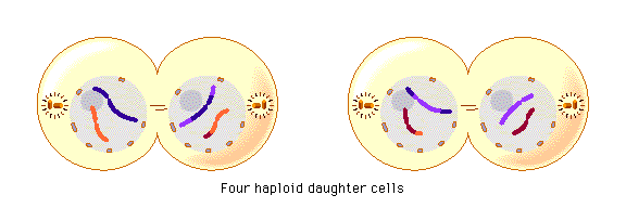 4 Haploid Daughter Cells