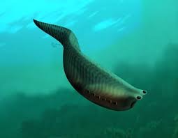 First Fish: 510 million years ago