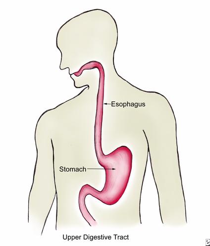the food that you have just eaten travels down the esophagus into the ...