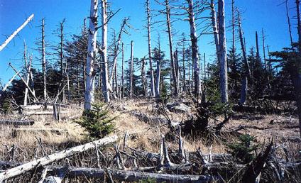 The image shows about how acid rain affects trees and plants causing it ...