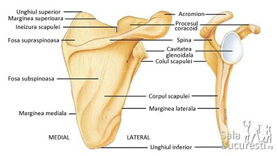 Scapula - vedere posterioara si laterala