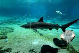 The only access in the Bay is by air (Shark Bay Airport) or by land ...