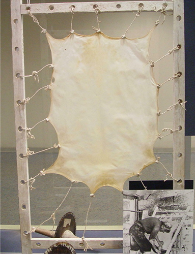 Parchment in the process of being made.