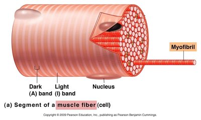Een vergrote Spiervezel/Spiercel