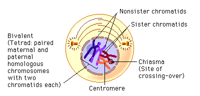 Prophase 1 Diagram Labeled