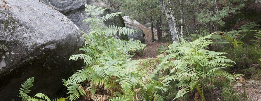 III.2. Mediul de viață al ferigilor.