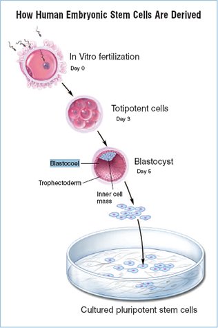 https://stemcells.nih.gov/info/Regenerative_Medicine/2006Chapter1.htm