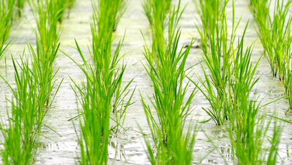 470 million years ago