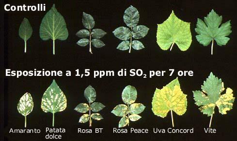 Osserva cosa accade alle foglie degli alberi esposte alle piogge acide.