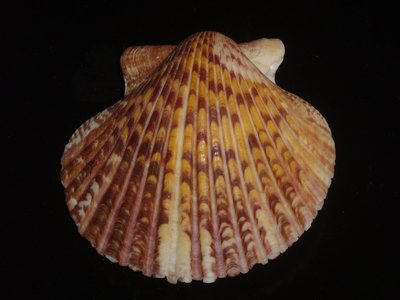 Pecten gibbus