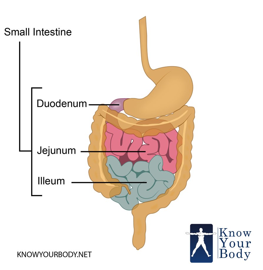 The Small Intestine