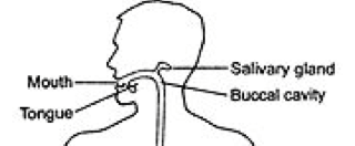 When you eat food enters the mouth where the salivary glands which ...