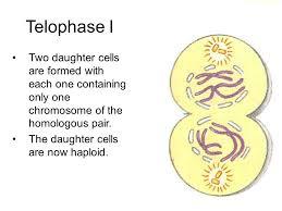 Stage5: Telophase I