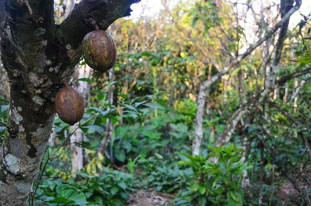 Ivory Coast lost 47,000 hectares of forest in its cocoa-growing regions ...