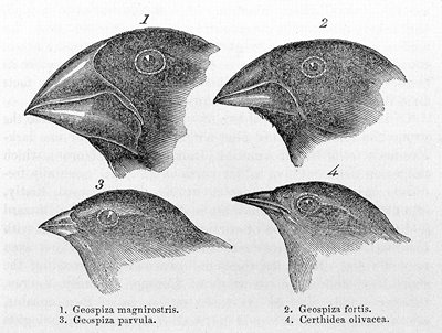 Commons, Wikimedia. “Category:Evolutionary Biology - Wikimedia Commons ...