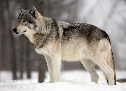 The Grey Wolf is the one, the one that is the direct ancestor of our ...