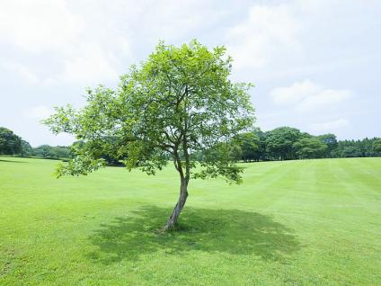 Before people start to move to Newhallville, there was only trees and ...