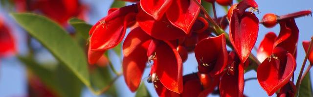 Ceibo Flower Meaning | Best Flower Site