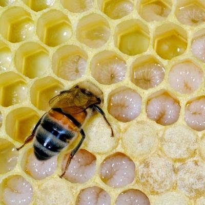 http://www.buzzingacrossamerica.com/2015/02/the-busy-life-of-worker-bee ...