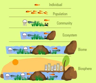Levels of Ecosystem