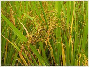 New Rice Varieties in East Asia