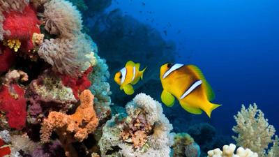 the 3rd eon 2,500 sea life began