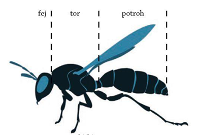 A rovarokra jellemző: