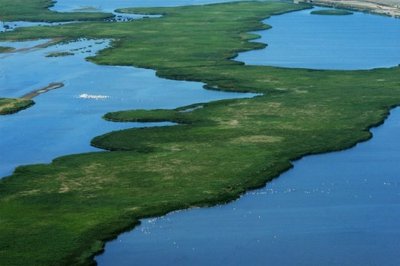 Turzások a Duna-deltában repülőből nézve
