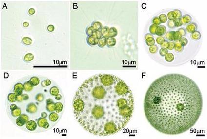 Image of a unicellular colonial eukaryote, Volvox.
