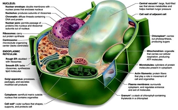 Plant Kingdom: Plant Cell
