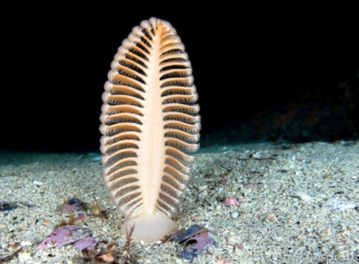 Sea Pen