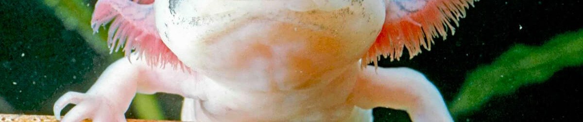 National Geographic- Licencia limitada, no exclusiva.- https://www ...