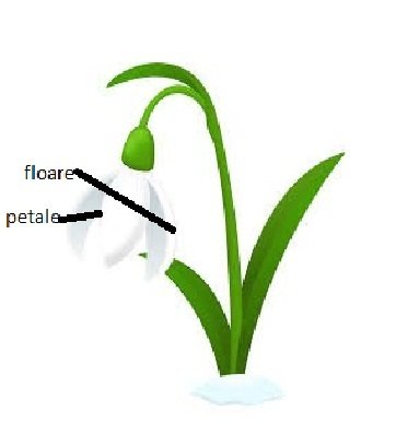 1. Desenază ghiocelul şi copiază propoziţia.