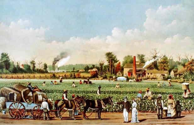 This image shows farmers growing cotton in a plantation.