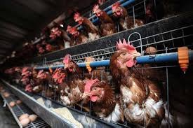 In the present. Humans have rudley domesticated chickens. They make ...