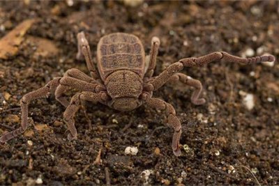 Palaeotarbus Jerami.