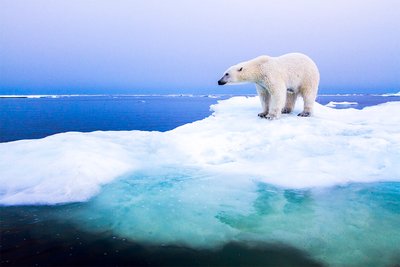 Leading to damage in the ecosystem. Animals are losing their habitats