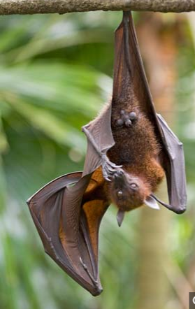 This is a native American Samoa animal called Flying Fox.