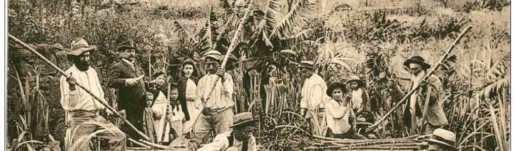 The Immigrant Workers on The Plantation